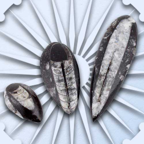 Orthoceras Archives - Pur Crystal